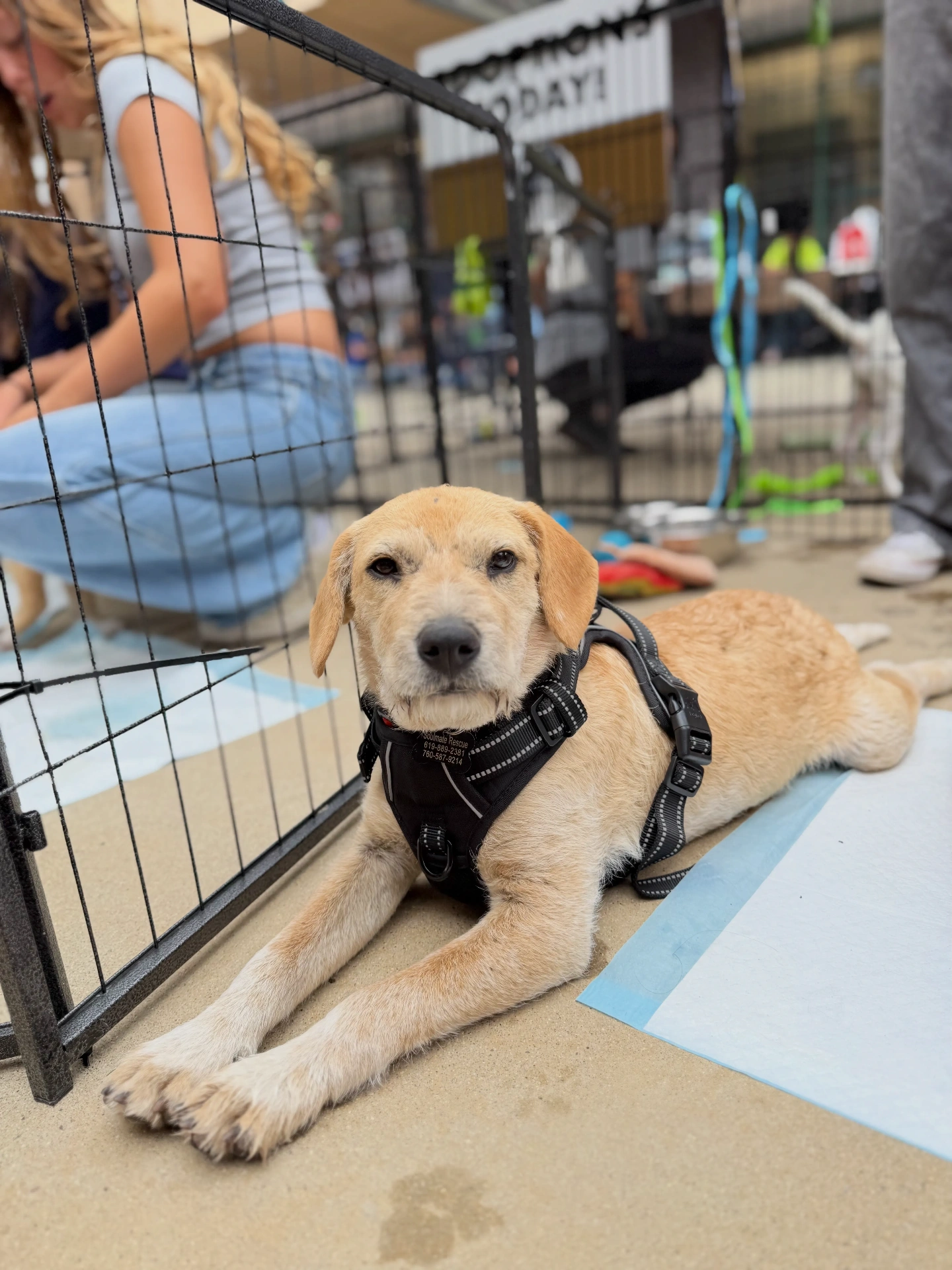 Soulmate Animal Rescue | San Diego Dog Rescue