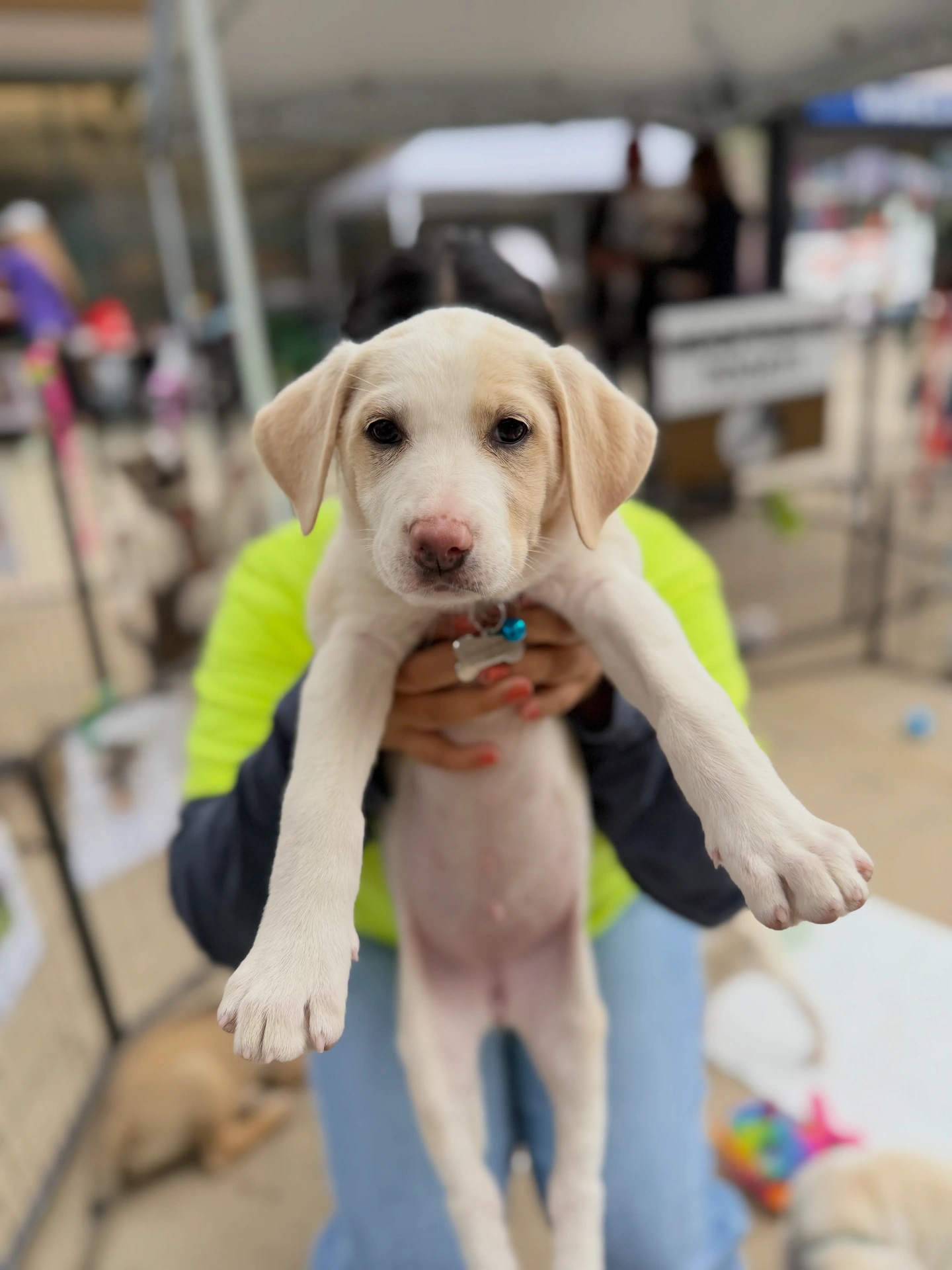 Soulmate Animal Rescue | San Diego Dog Rescue