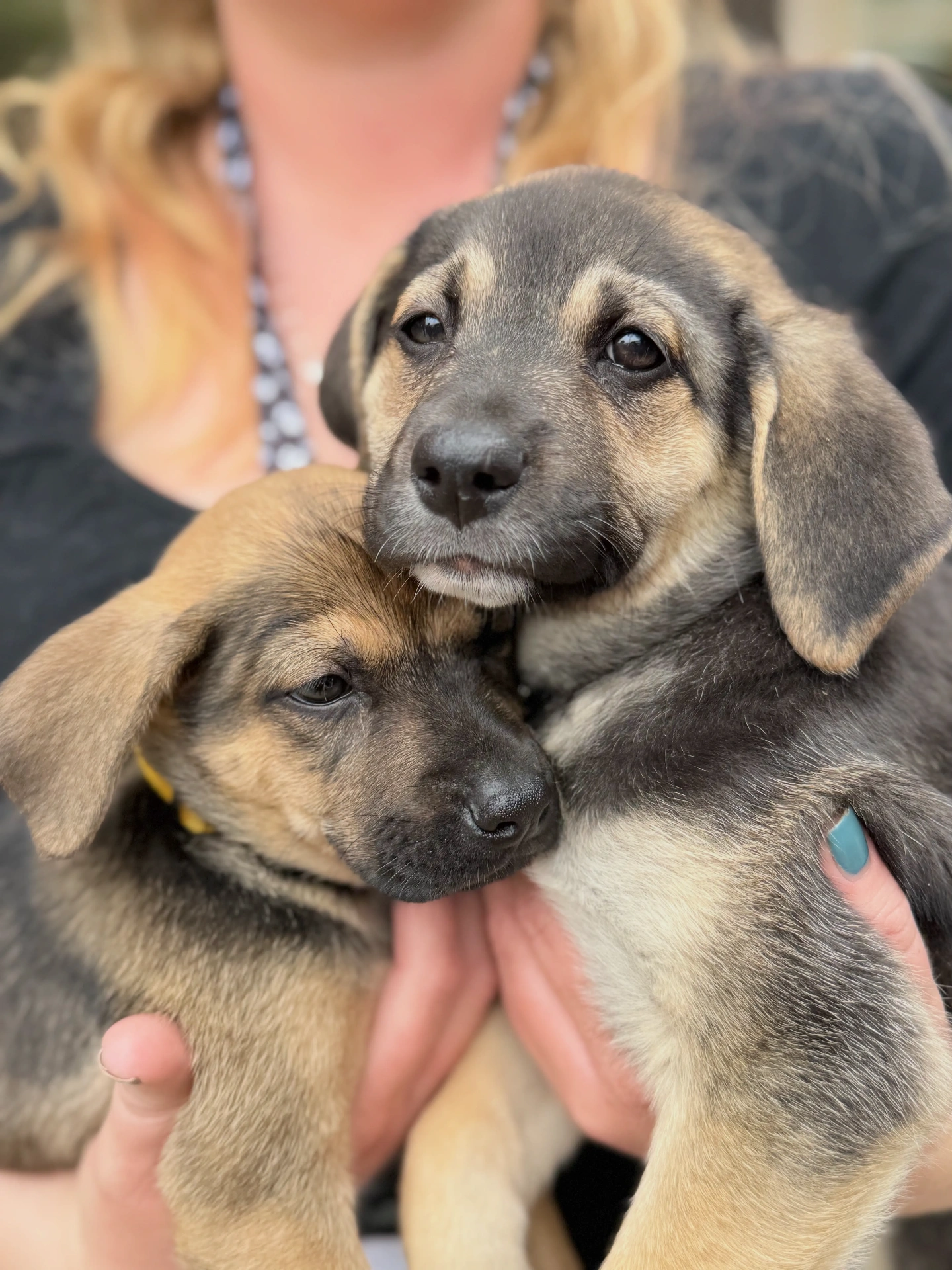 Soulmate Animal Rescue | San Diego Dog Rescue
